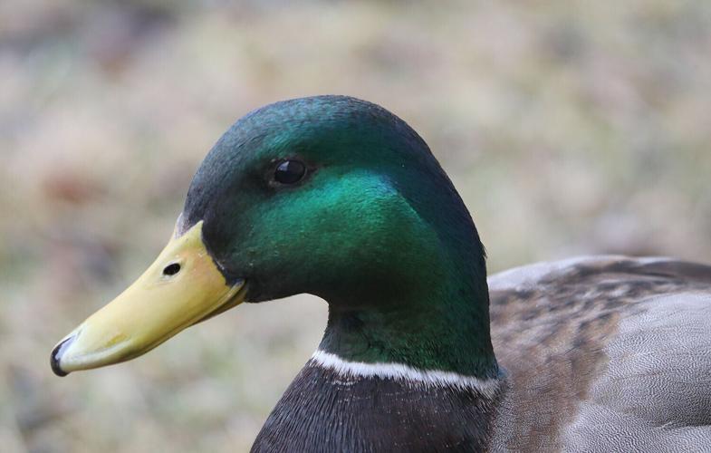 Janesville city council approves backyard ducks | Local News ...