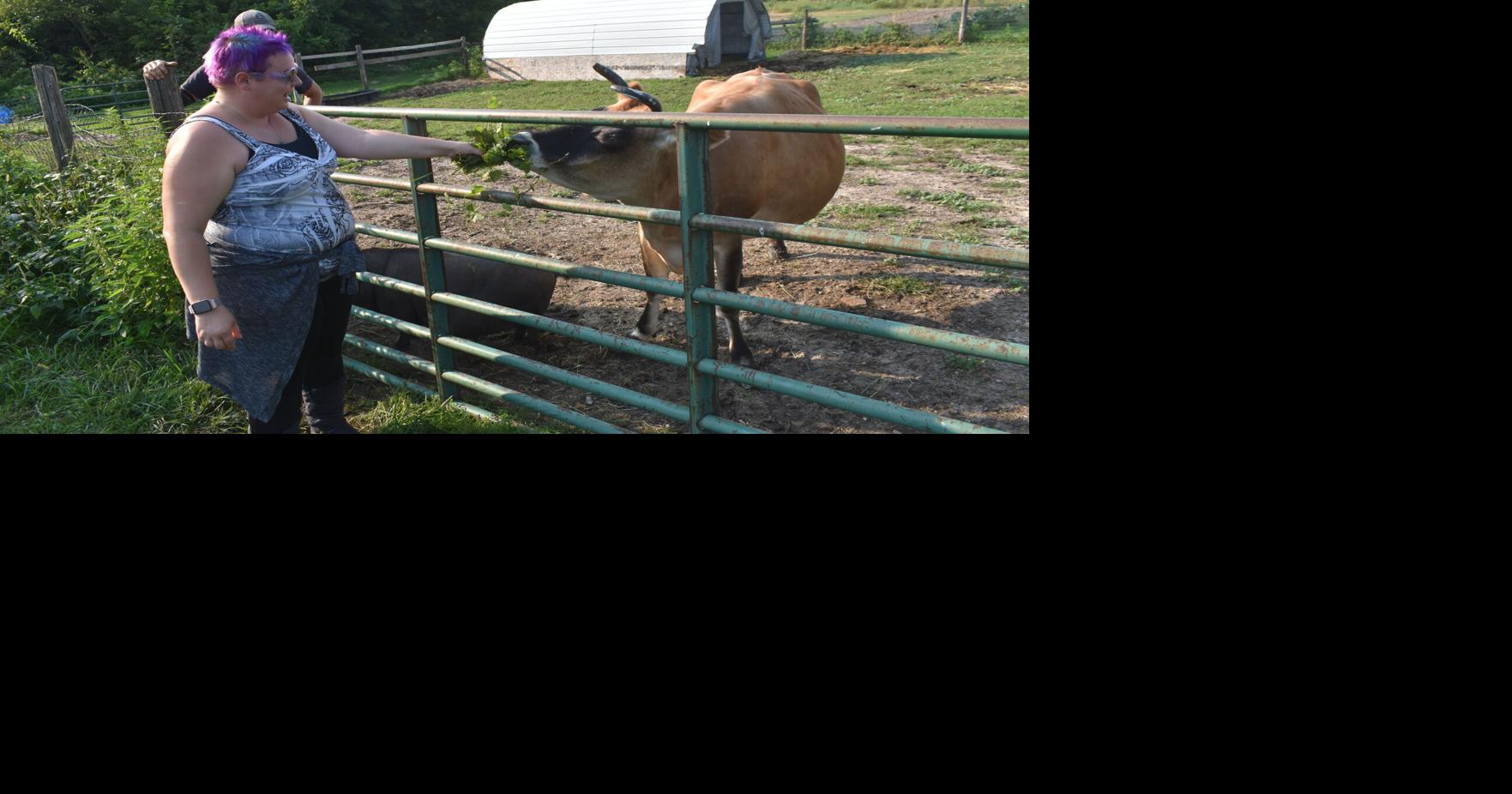 Nessie the blind cow enters contest to raise awareness about rescue ...