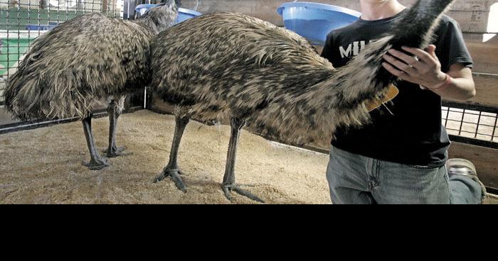 Emu exhibit is new to Rock County 4-H Fair | Archives | gazettextra.com