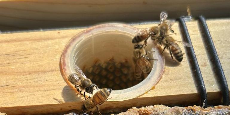 Bees alive: As hives perish at record rates, local beekeepers say there ...
