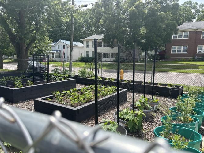 Janesville Community Center's Freedom Garden is saving bees, pulling ...