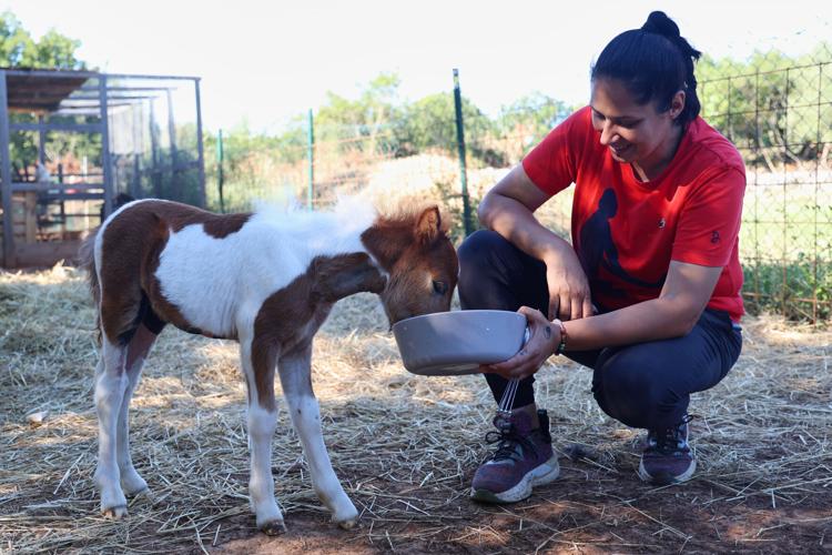 A month-old pony moves to a 4th-floor apartment in Croatia. Neighbors ...