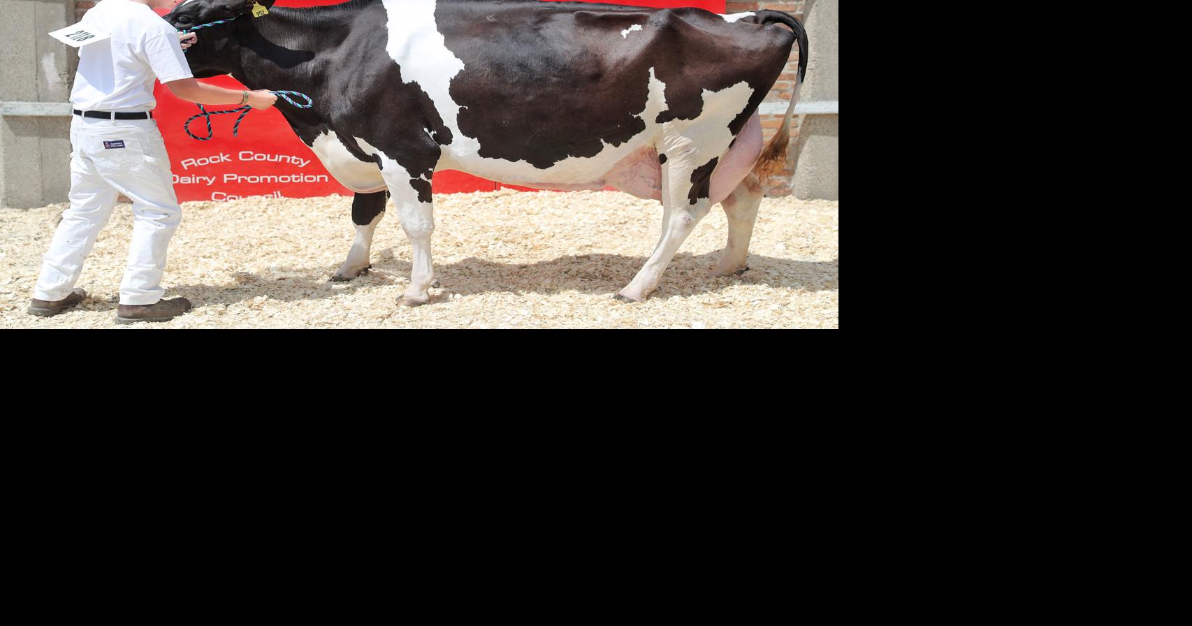 Evansville 4-H wins supreme champion twice with same dairy cow ...