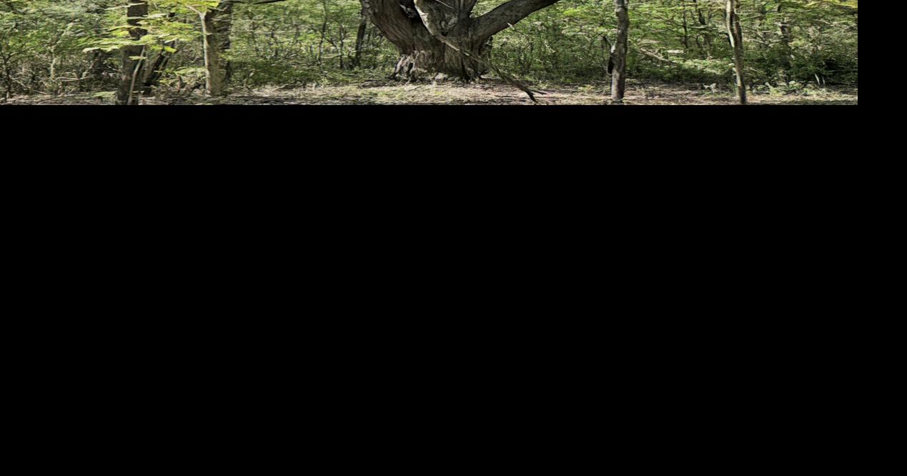 Enduring tree heightens awareness to plant oaks | Local News ...