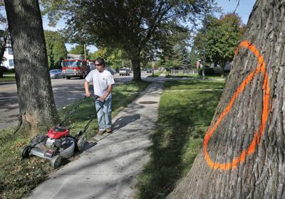 Greg Peck: Ash borers devastating parts of Janesville | Archives ...