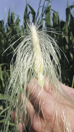 Corn detasseling gives a kernel of hope to next year?s crop | Archives ...