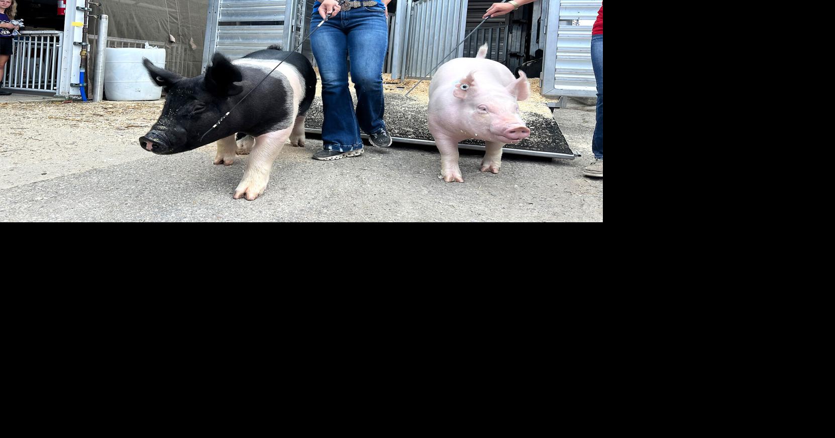 All in for the Rock County Fair: Animals arrive, setup complete as fair ...