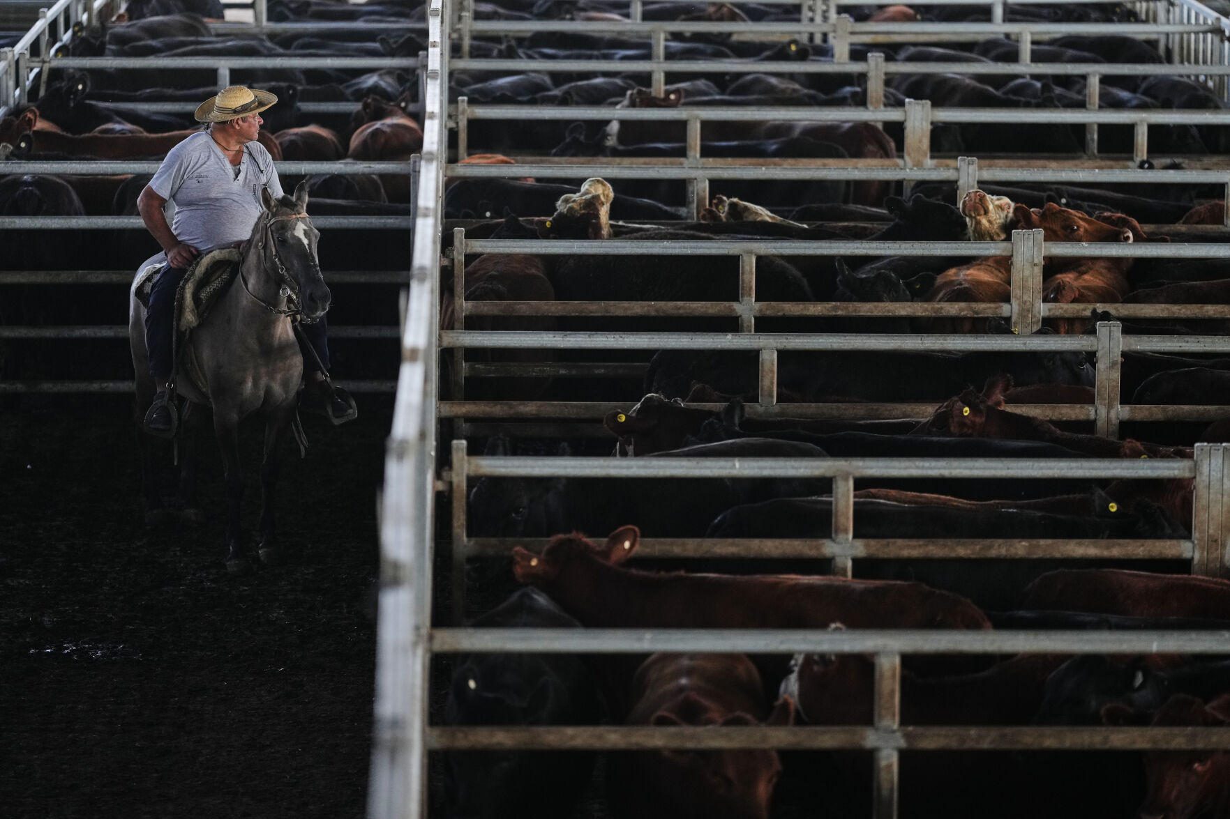 Argentina Cattle Market | Nation/World | gazettextra.com