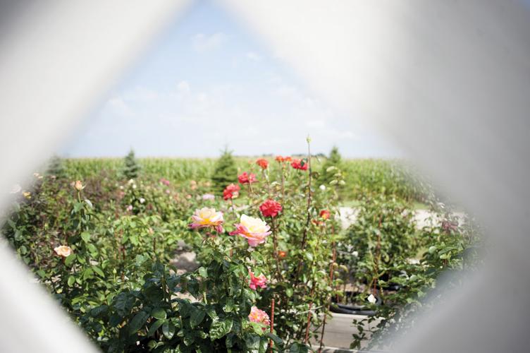 Metaphor for life: Stop and smell the roses, really | Archives ...