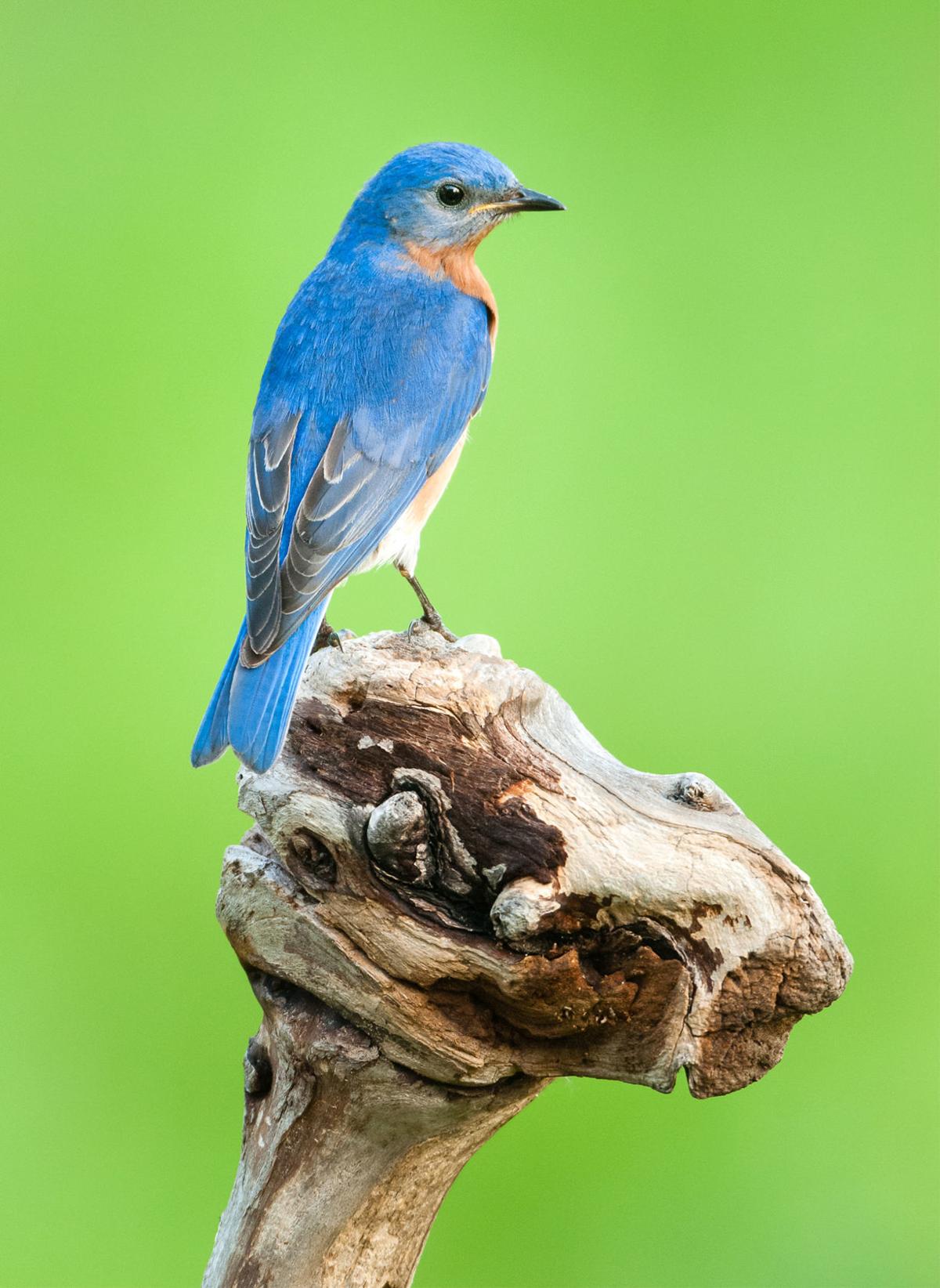 Bluebird dreaming: When will winter loosen its grip? | Local News ...