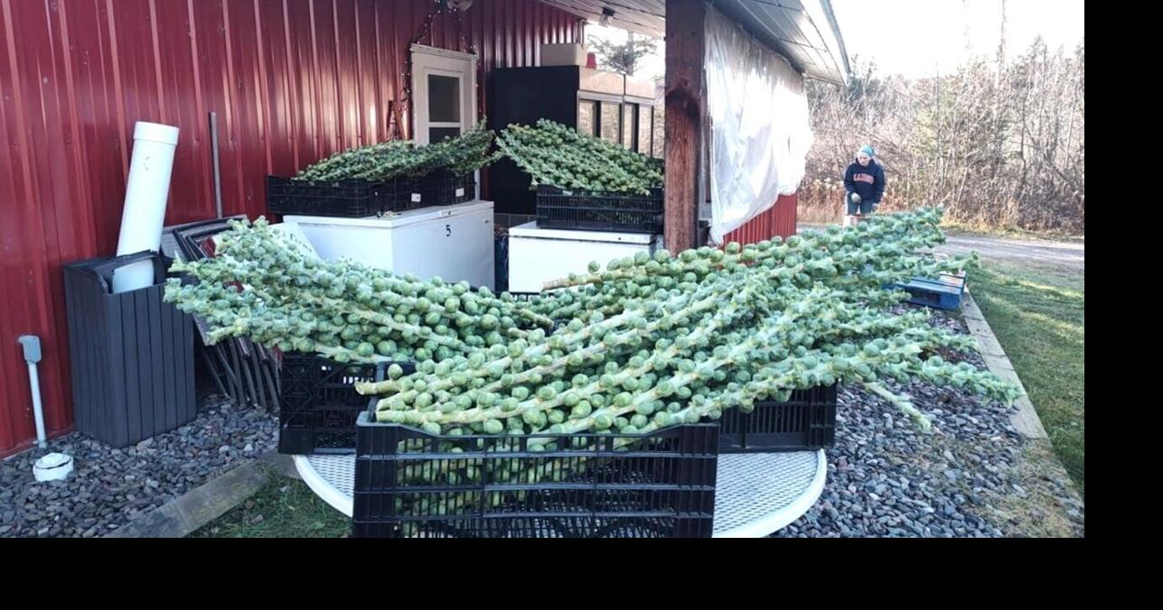 Down on the Farm: Brussel sprout bonanza | APG State News | gazettextra.com