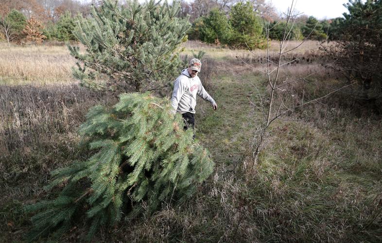 Revived Brodhead tree farm exudes hometown holiday feeling | Local News ...