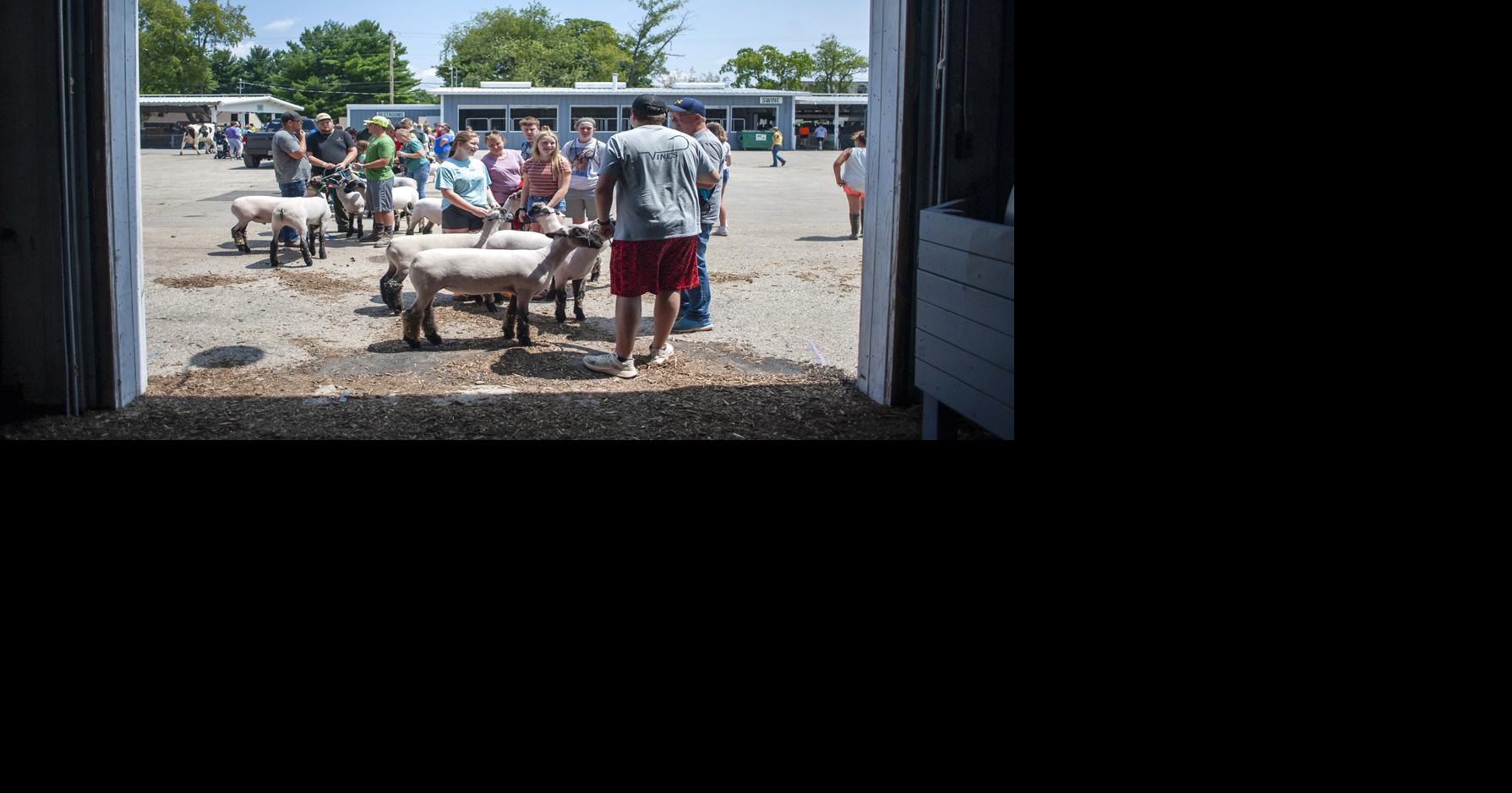 Lamb escapes from display stall at Rock County Fair, strolls down ...