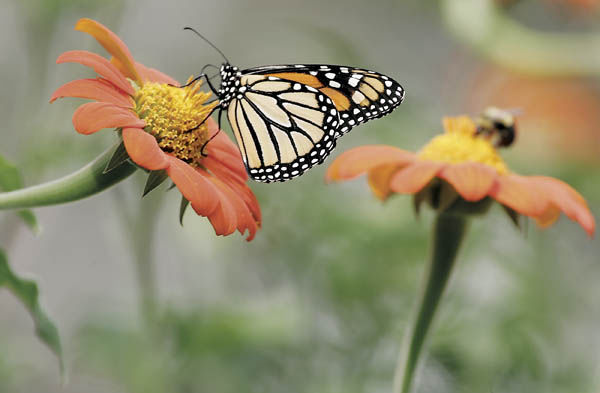 Monarch migration in peril | Archives | gazettextra.com