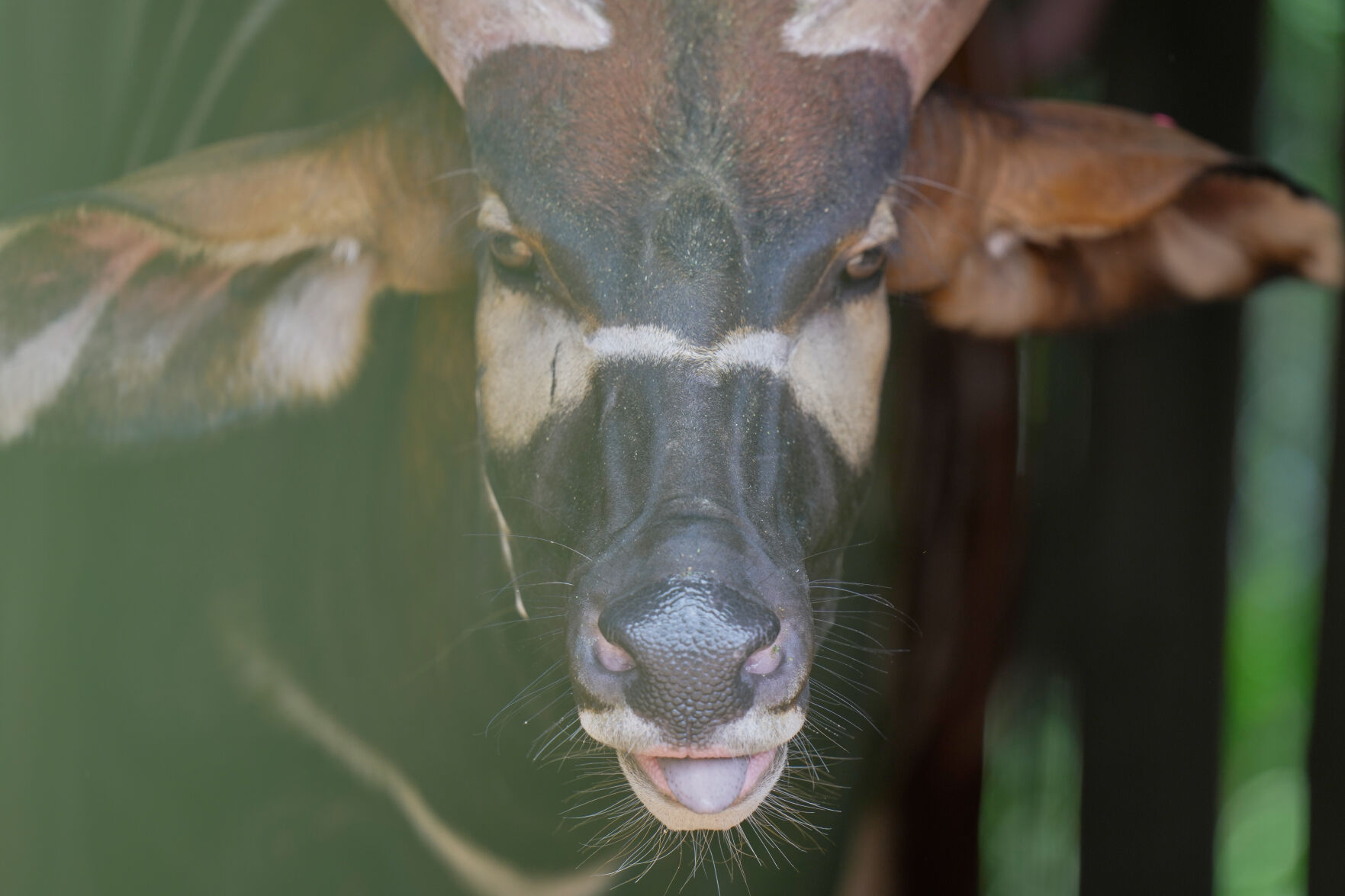 Kenya Mountain Bongo | Nation/World | gazettextra.com