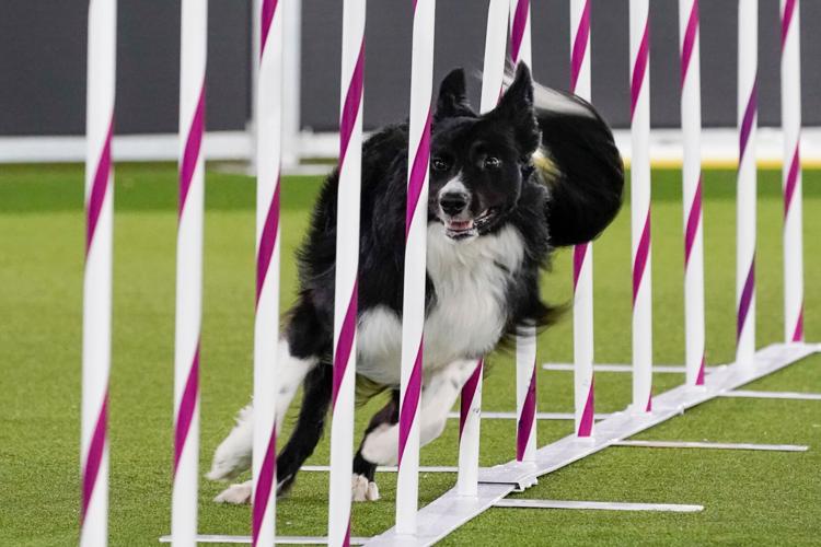 Wowed by the agility dogs at the Westminster show? A winning handler ...