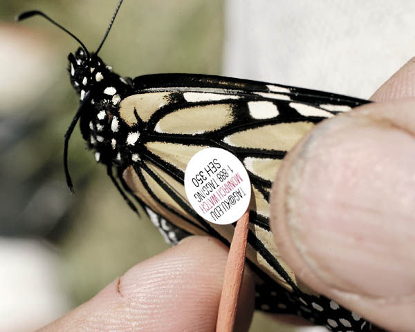 Monarch migration in peril | Archives | gazettextra.com