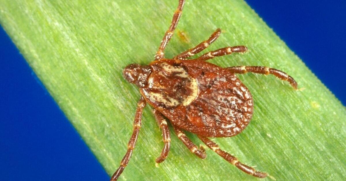 More than 50% of deer ticks tested in Wisconsin study carry Lyme ...