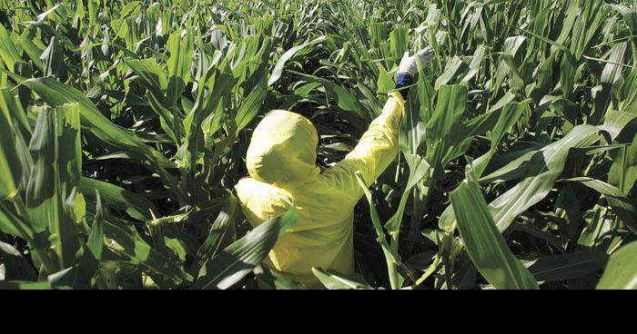 Corn detasseling gives a kernel of hope to next year?s crop | Archives ...