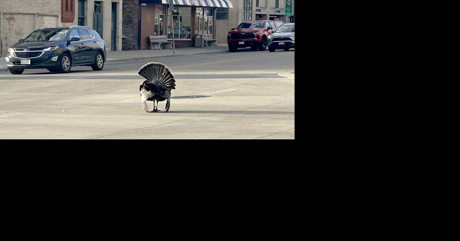 Traffic stopper | Local News | gazettextra.com