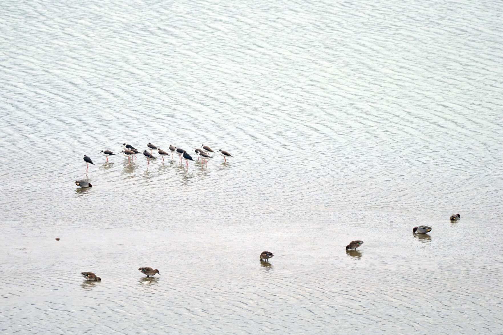 India Wildlife | Nation/World | gazettextra.com