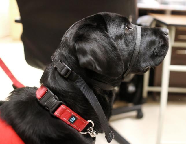 Northside Intermediate School in Milton adds therapy dog to staff ...