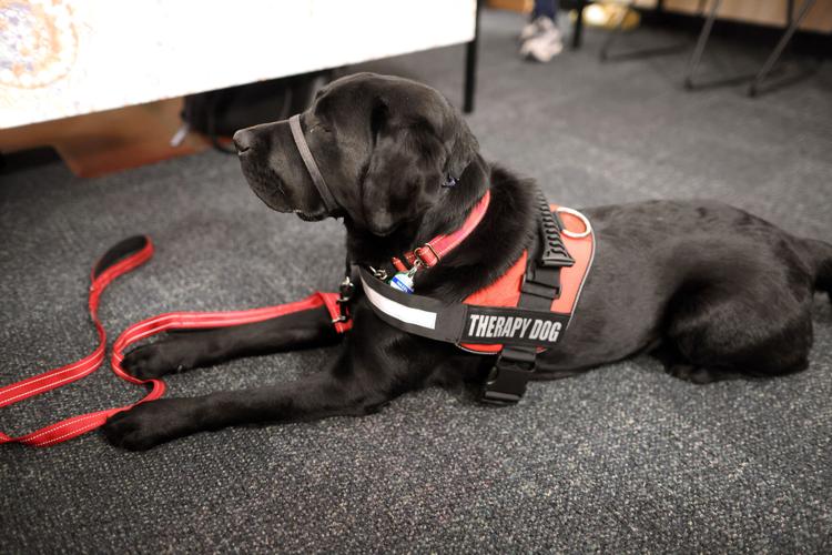 Northside Intermediate School in Milton adds therapy dog to staff ...