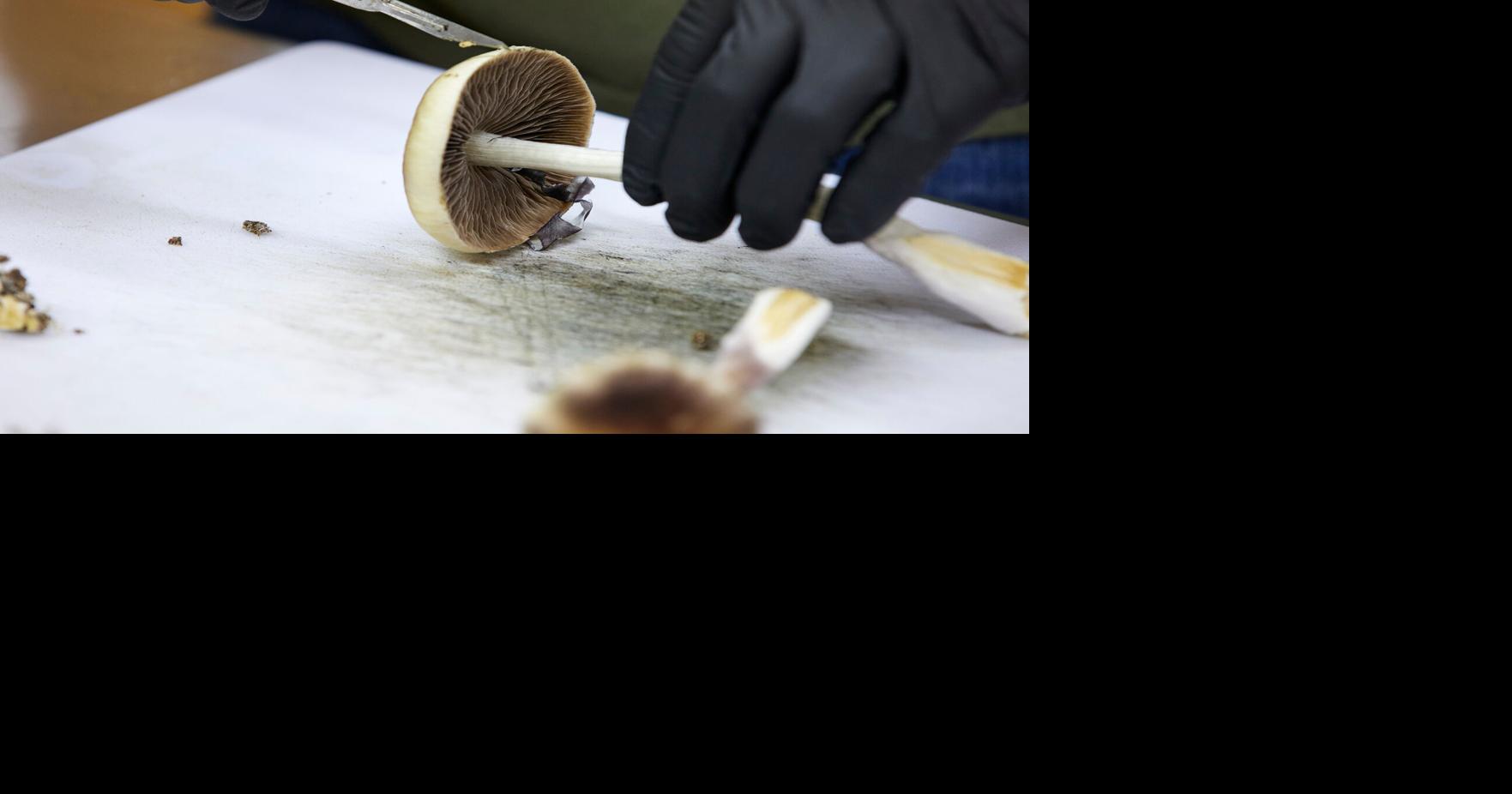 FDA plans ultra-fast review of three psychedelic drugs following Trump ...