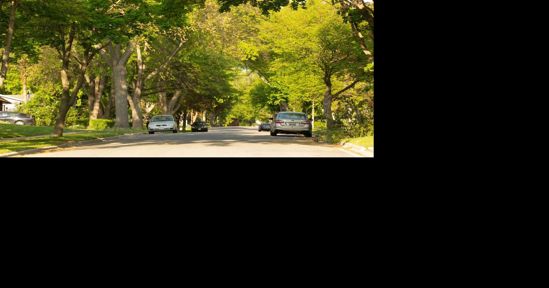 New web tool to help preserve, expand Dane County’s tree canopy | APG ...
