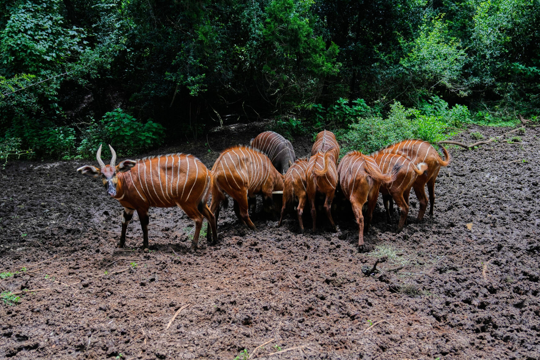 Kenya Mountain Bongo | Nation/World | gazettextra.com
