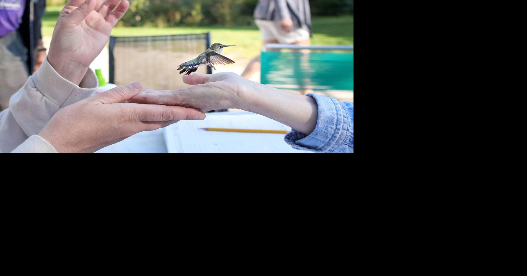 Wonders of nature: Local hummingbirds inspire awe | Local News ...