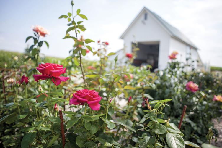 Metaphor for life: Stop and smell the roses, really | Archives ...