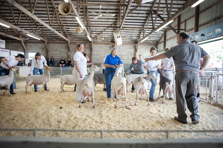 Dairy goat greatness on display at Walworth County Fairgrounds | Local ...