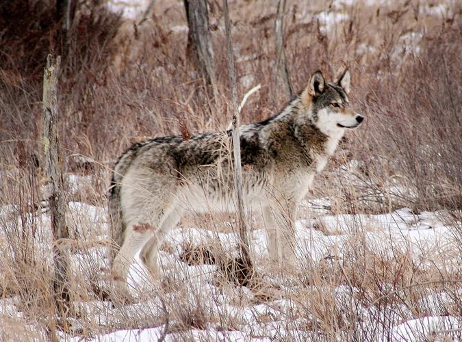Stories in snow: Where do the wild wolves wander? | Local News ...