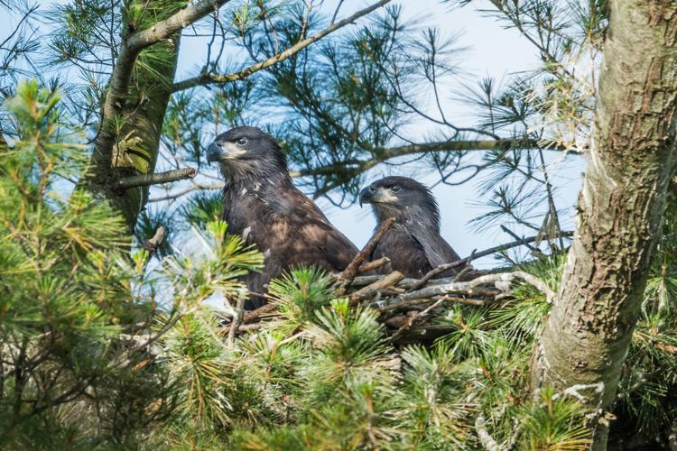 do eagles nest in pine trees