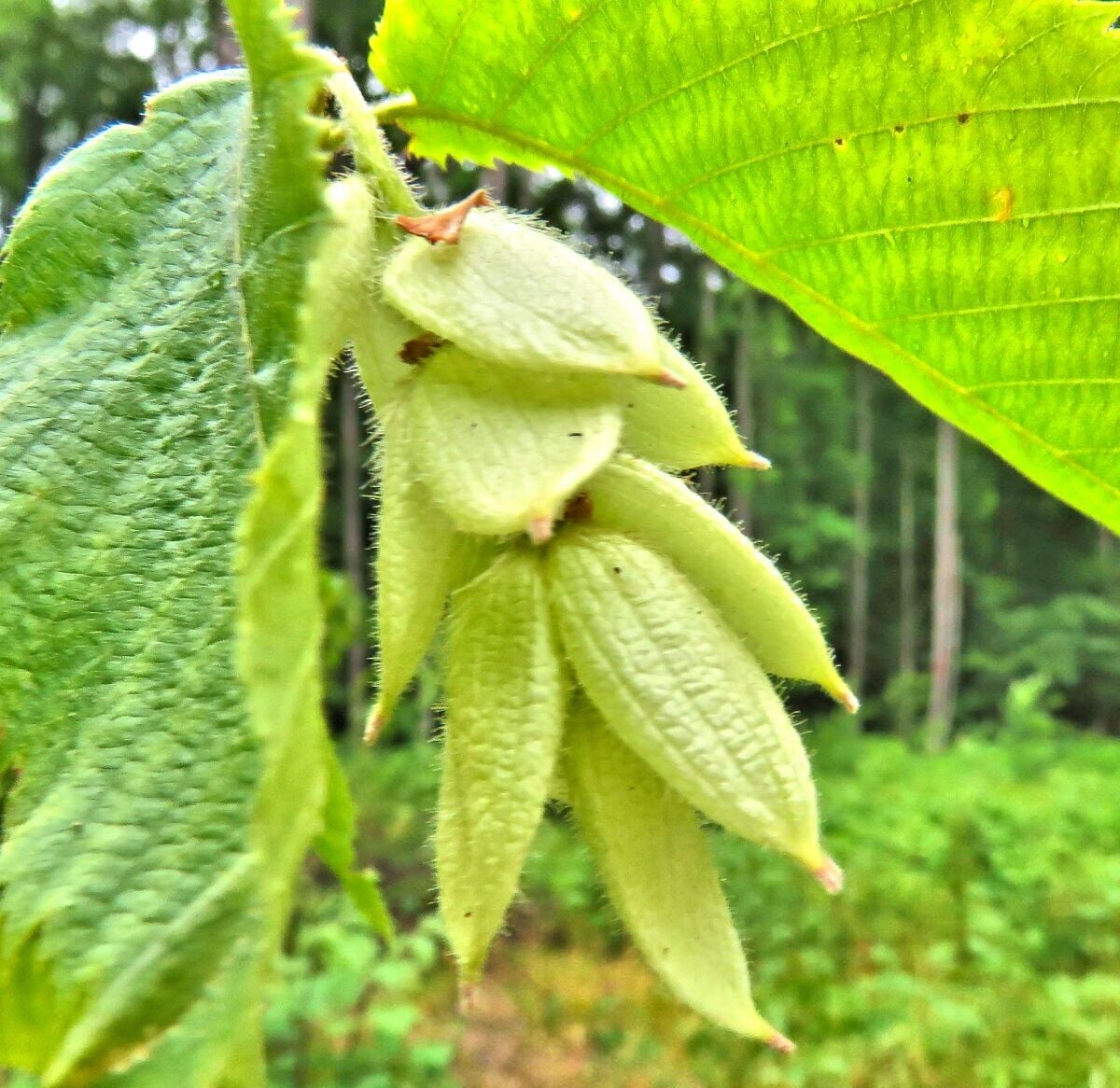 Bill Cook: Birch trees are Midwest icons | APG State News | gazettextra.com