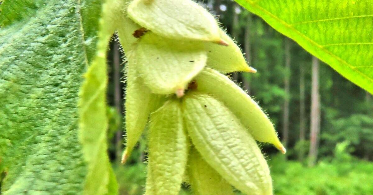 Bill Cook: Birch trees are Midwest icons | APG State News | gazettextra.com