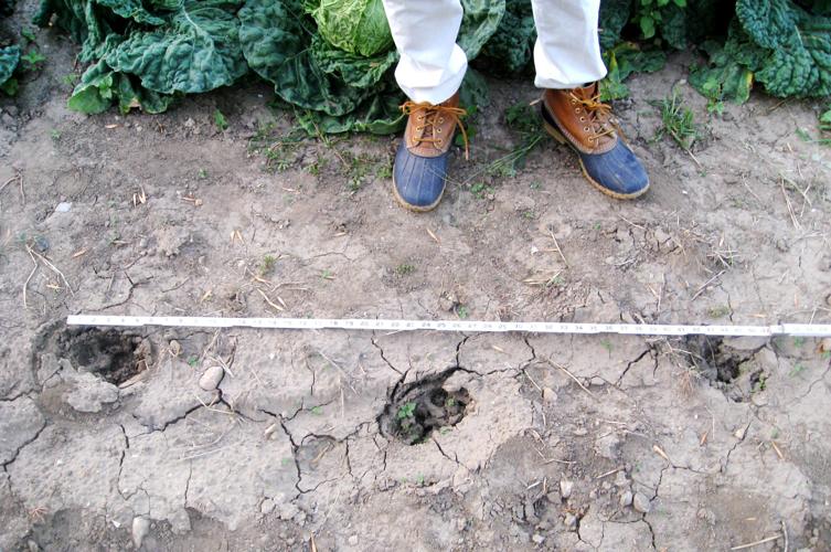 Stories in snow: Where do the wild wolves wander? | Local News ...