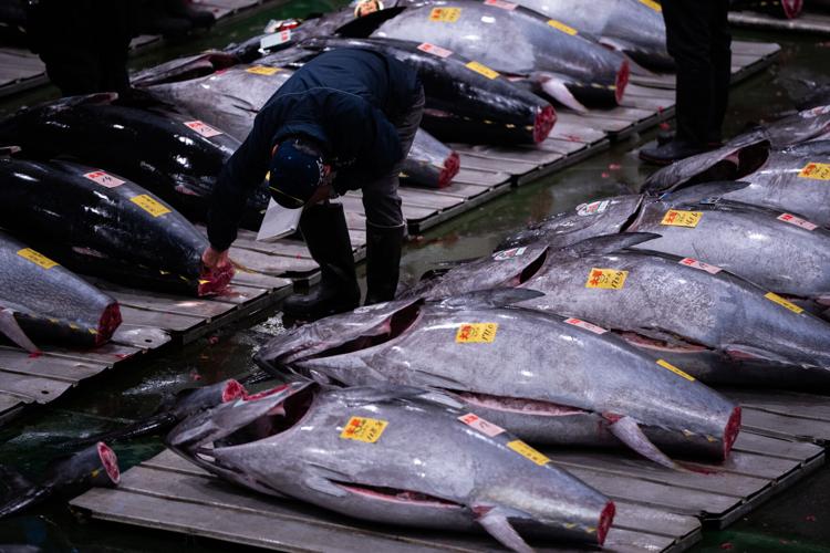 That's some pricey fish: A glimpse into Japan's New Year's tuna auction ...