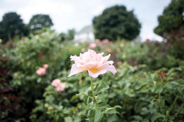 Metaphor for life: Stop and smell the roses, really | Archives ...