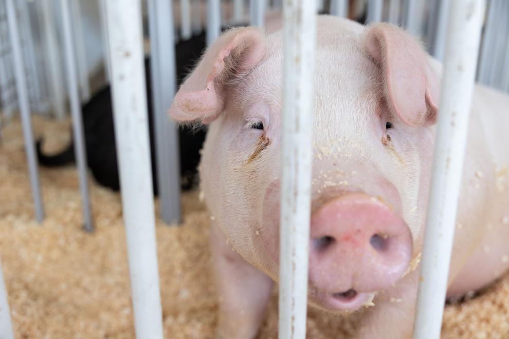 'Just very proud of this fair.' Exhibitors, volunteers get set for 96th ...