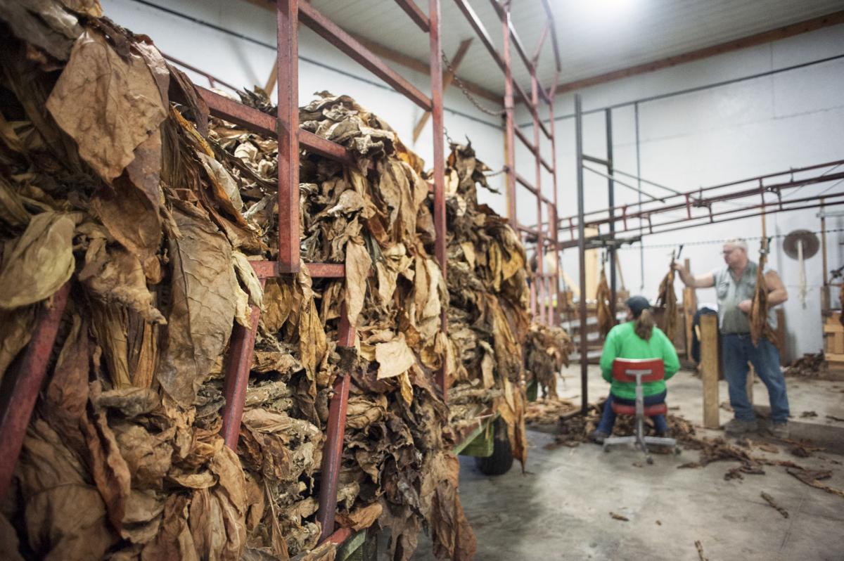 WATCH: Labor-intensive tobacco farming must be 'in your blood ...