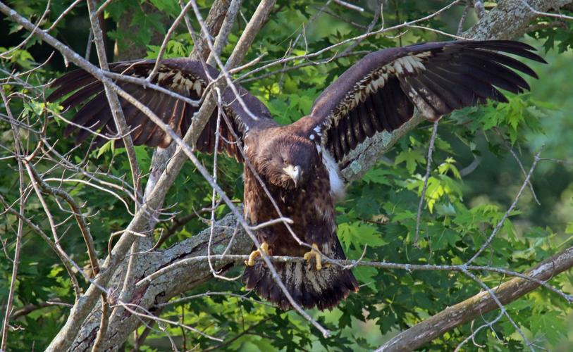 Eaglet who fell from nest returned to parents | Local News ...