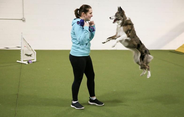 Wowed by the agility dogs at the Westminster show? A winning handler ...