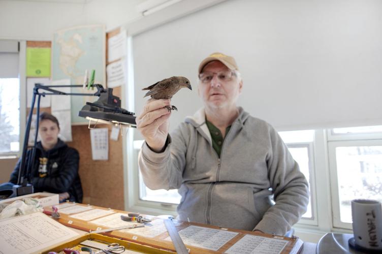 For the love of birds: Volunteers keep track of migration | Local News ...