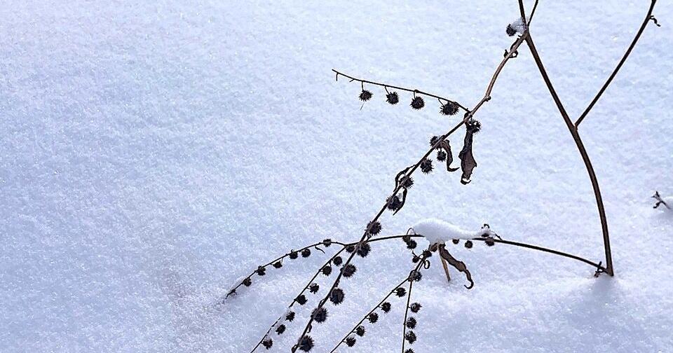 Up North: A snow day | APG State News | gazettextra.com