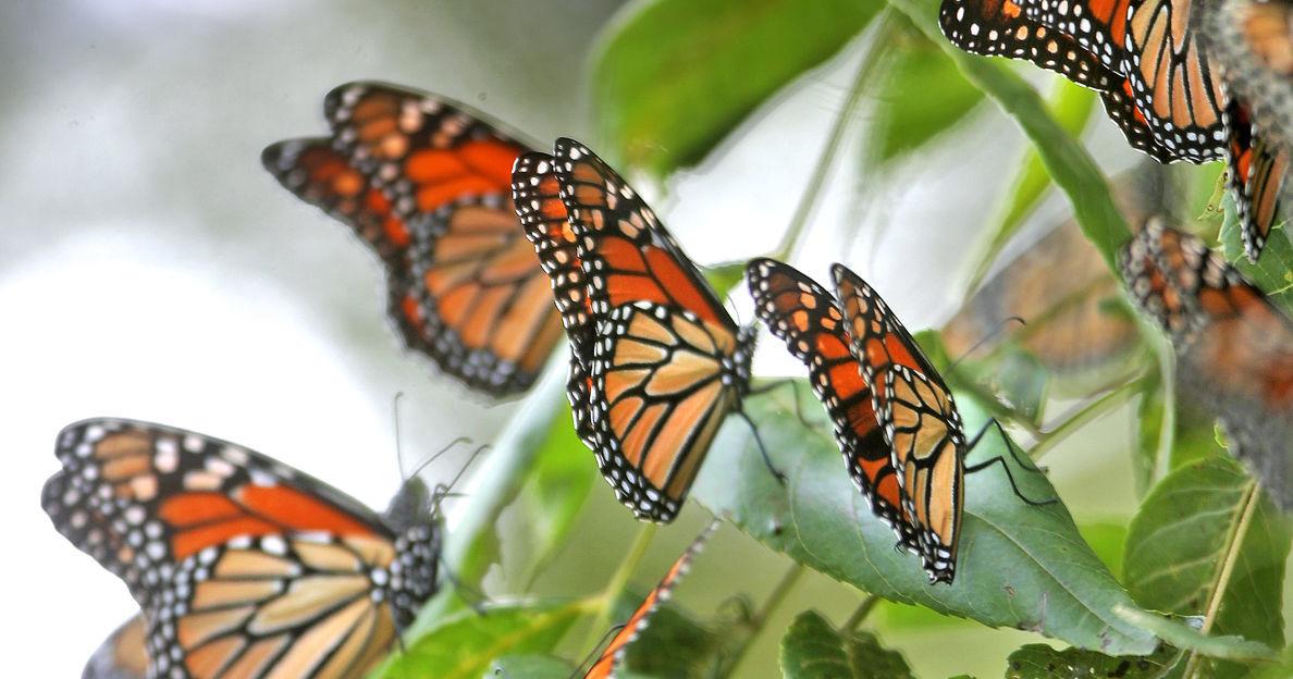 Milton Public Library holding auditions for Monarch Festival play in ...
