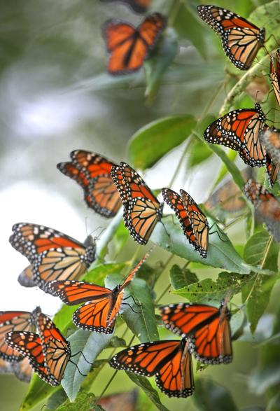 Milton Public Library holding auditions for Monarch Festival play in ...