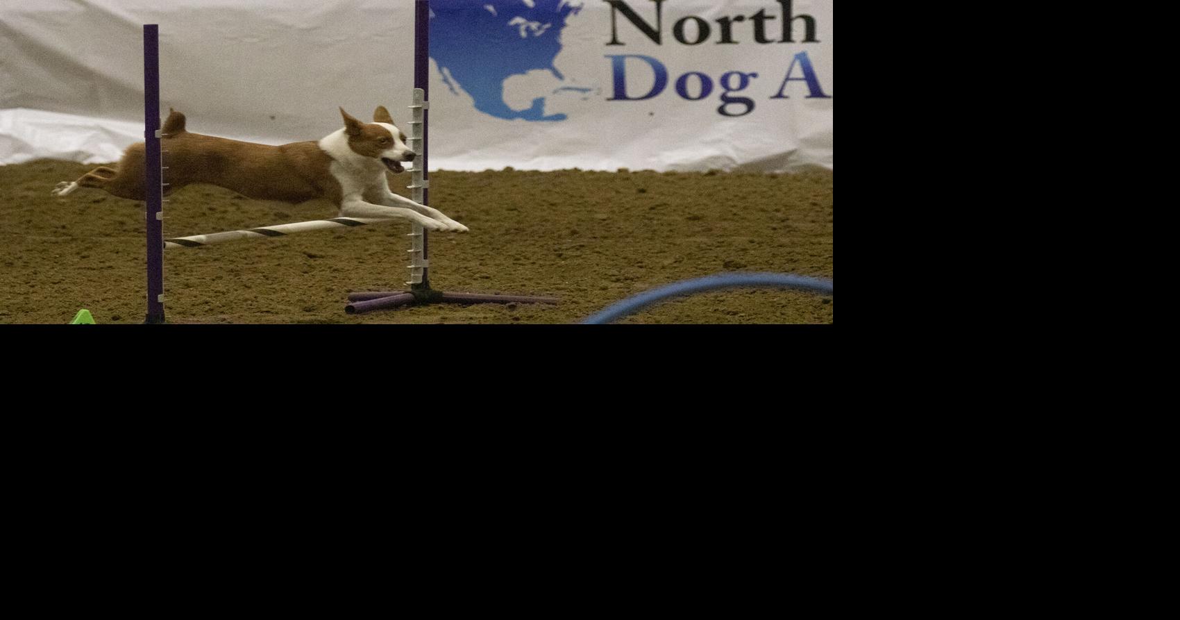 Dog agility | | gillettenewsrecord.com