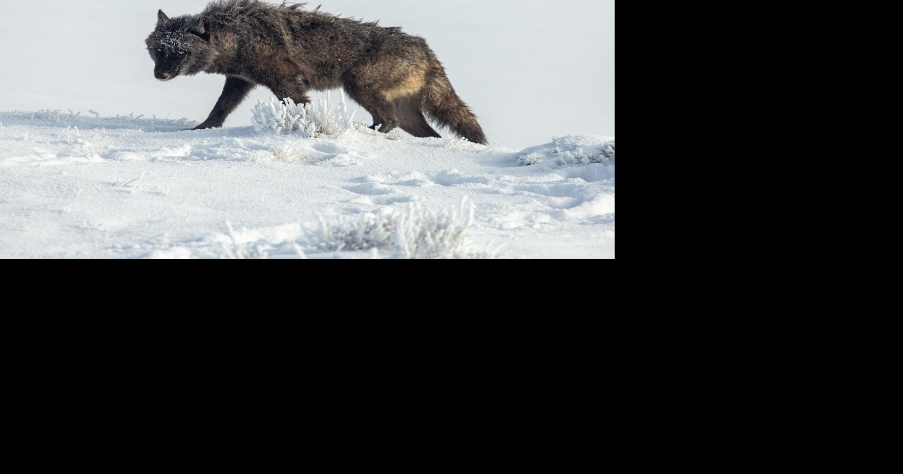 brian roberts wolves